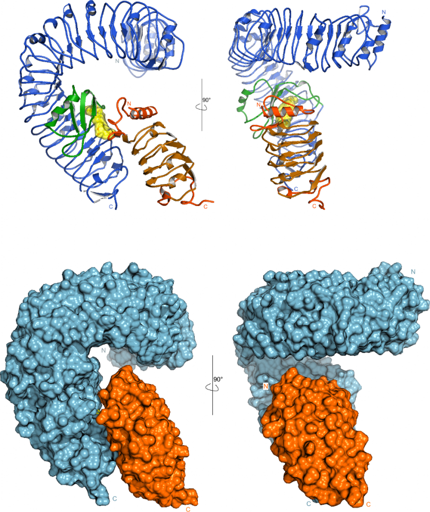 Membrane signaling